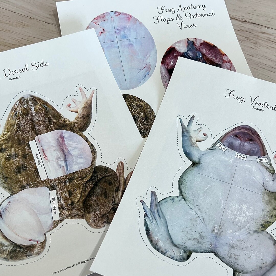 Female Frog Dissection