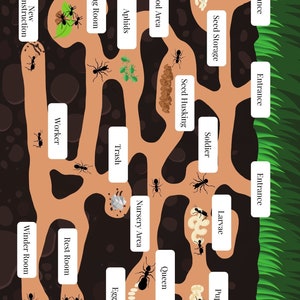 Montessori Inspired ANT Ants Mini Unit Study Bundle Counting, Life ...