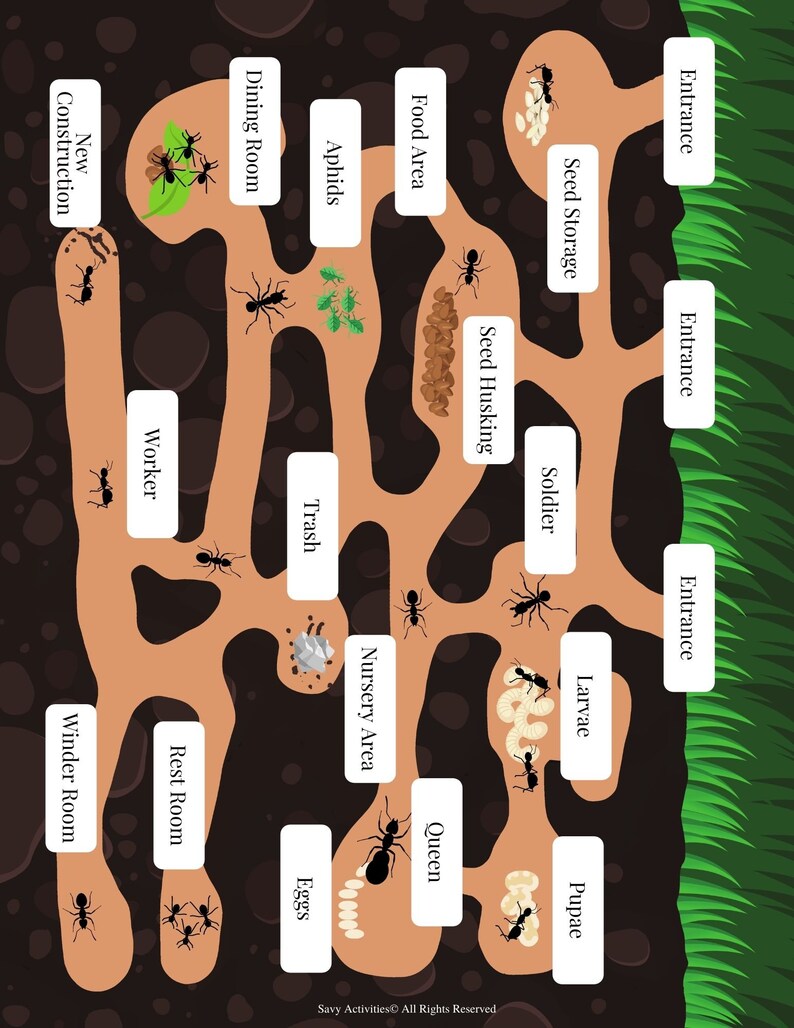 Montessori Inspired ANT Ants Mini Unit Study Bundle Counting - Etsy