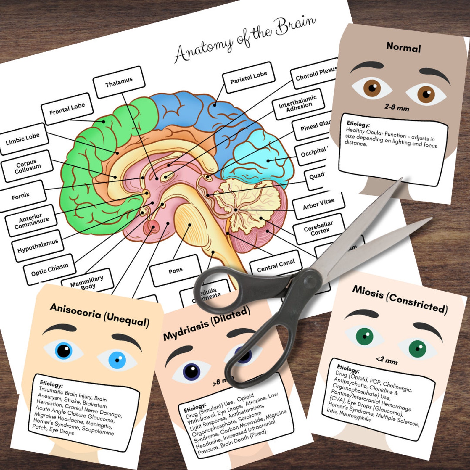 Anatomy HUMAN BRAIN - Full Color Anatomically Correct 2D Dissection ...