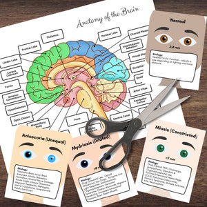 Anatomy HUMAN BRAIN - Full Color Anatomically Correct 2D Dissection ...