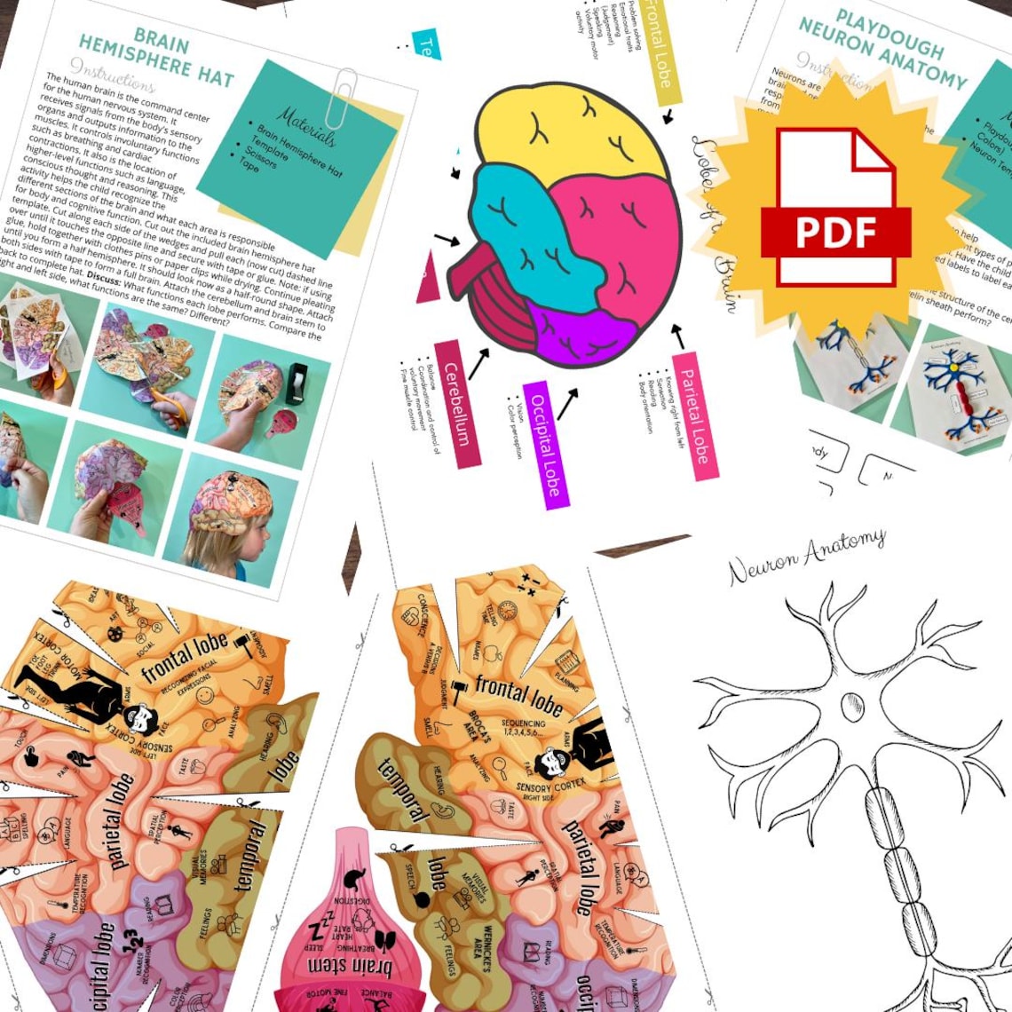 Anatomy HUMAN BRAIN - Foldable Anatomically Correct Paper Hat W/lobes ...