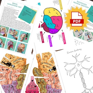 Anatomy HUMAN BRAIN - Foldable Anatomically Correct Paper Hat W/lobes ...