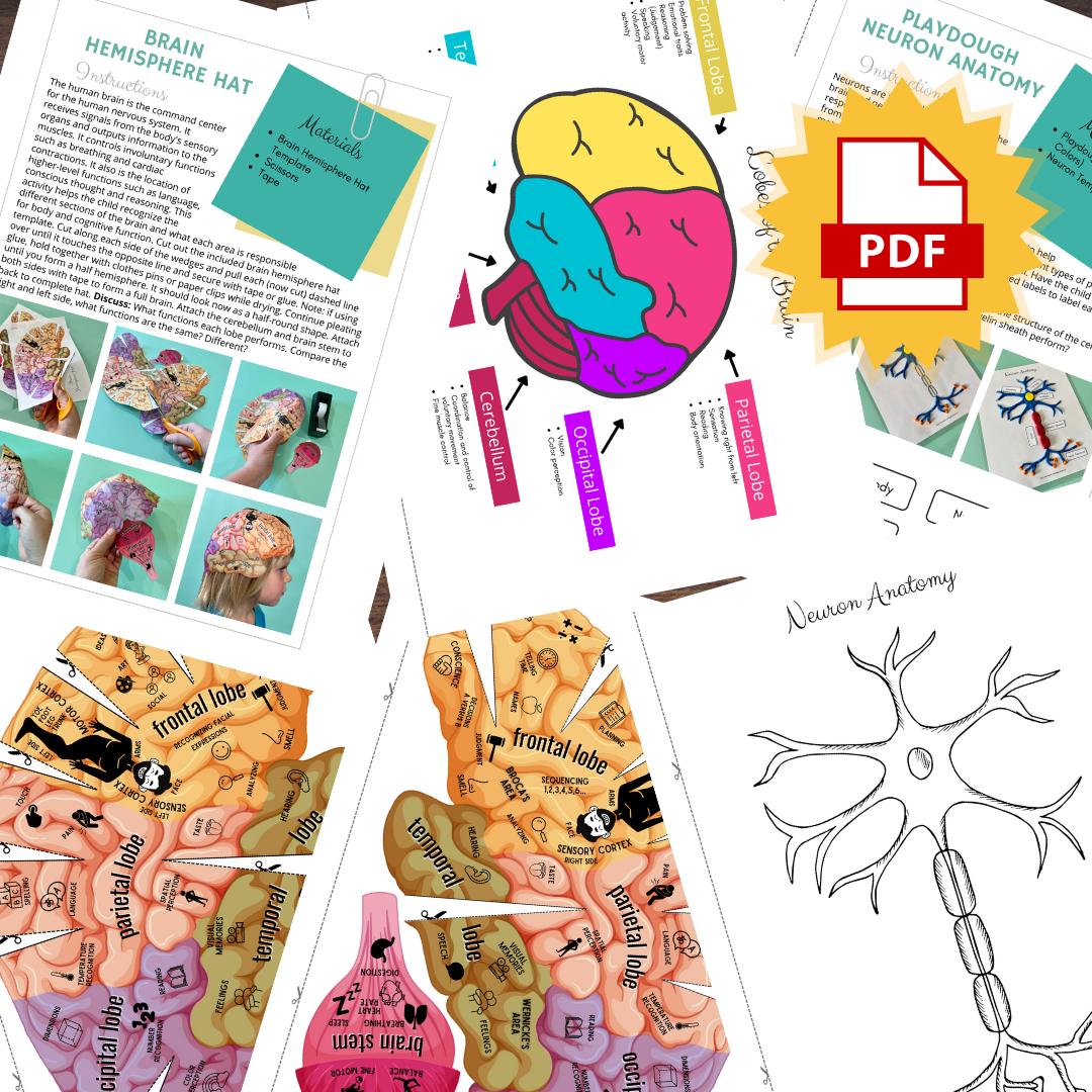 Anatomy HUMAN BRAIN - Foldable Anatomically Correct Paper Hat W/lobes ...