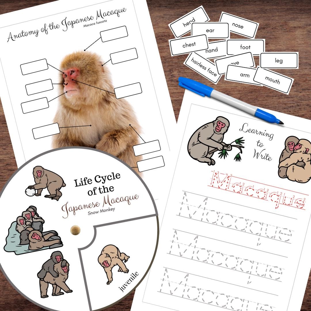 Life Cycle, Anatomy & Word Tracing of Japanese MACAQUE Snow Monkey ...