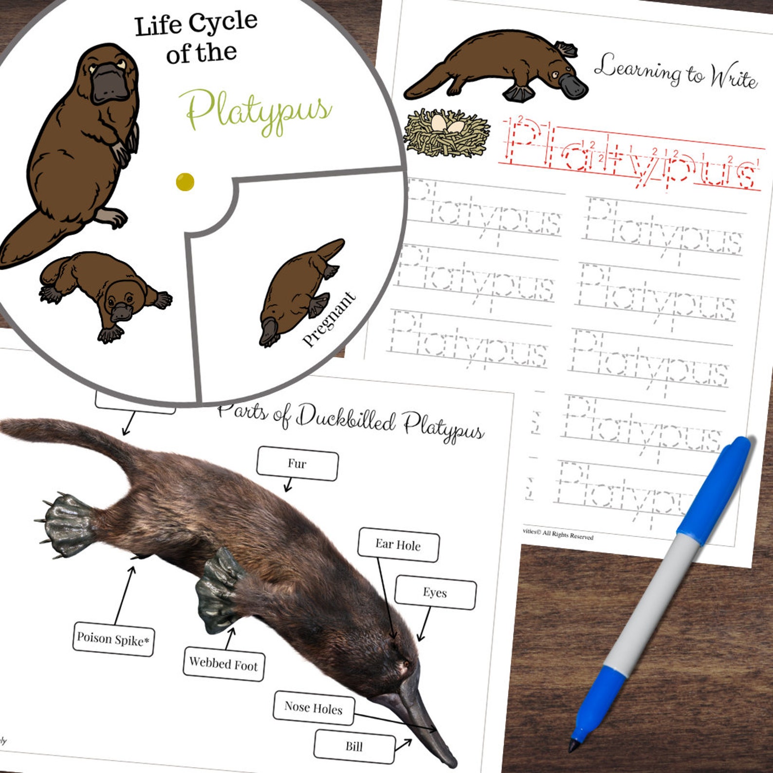 Montessori-inspired PLATYPUS Life Cycle Anatomy Matching & - Etsy