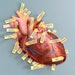 Anatomy HUMAN HEART - Full Color Anatomically Correct 2D Dissection ...