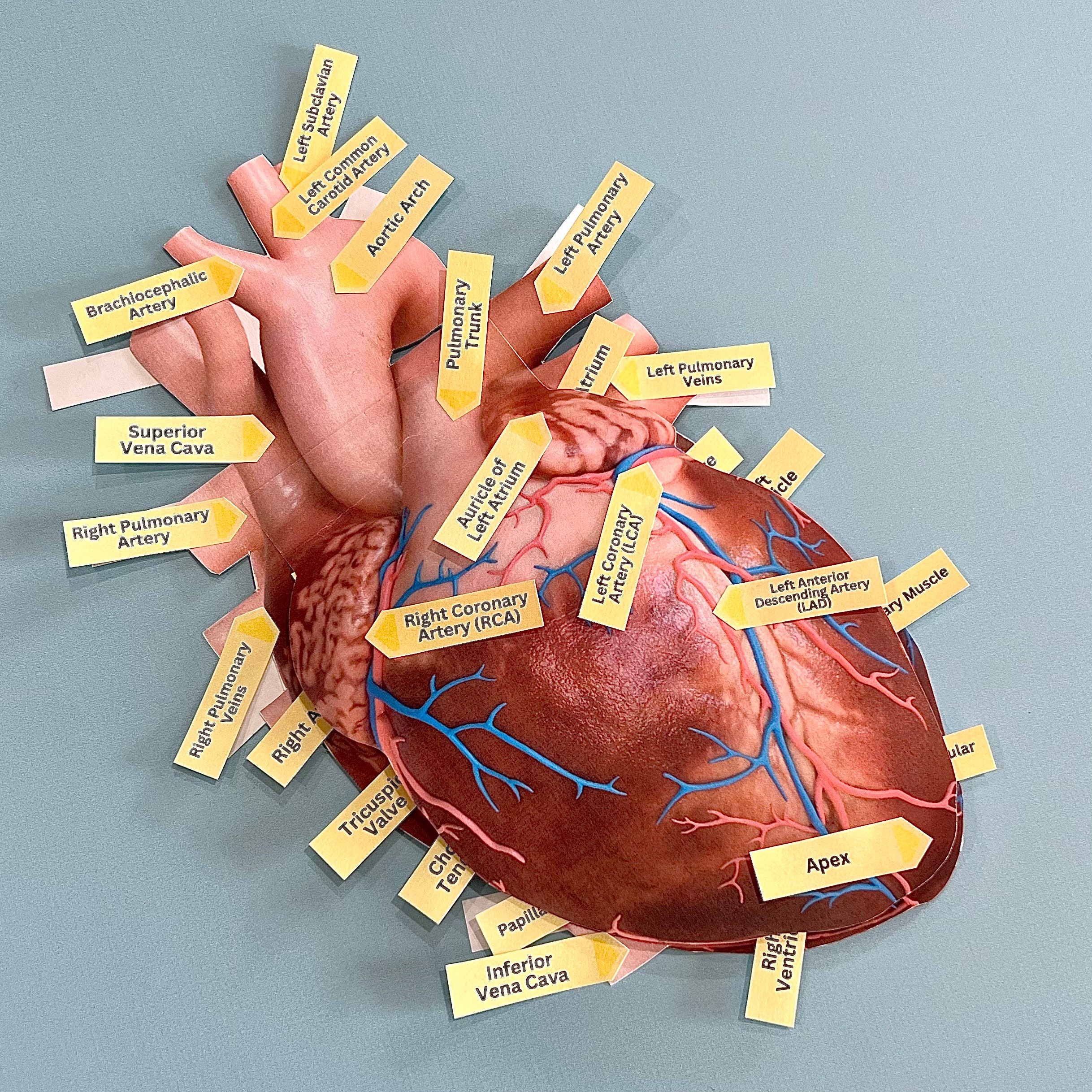 Anatomy HUMAN HEART - Full Color Anatomically Correct 2D Dissection ...
