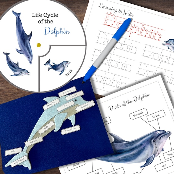 Dolphin Life Cycle