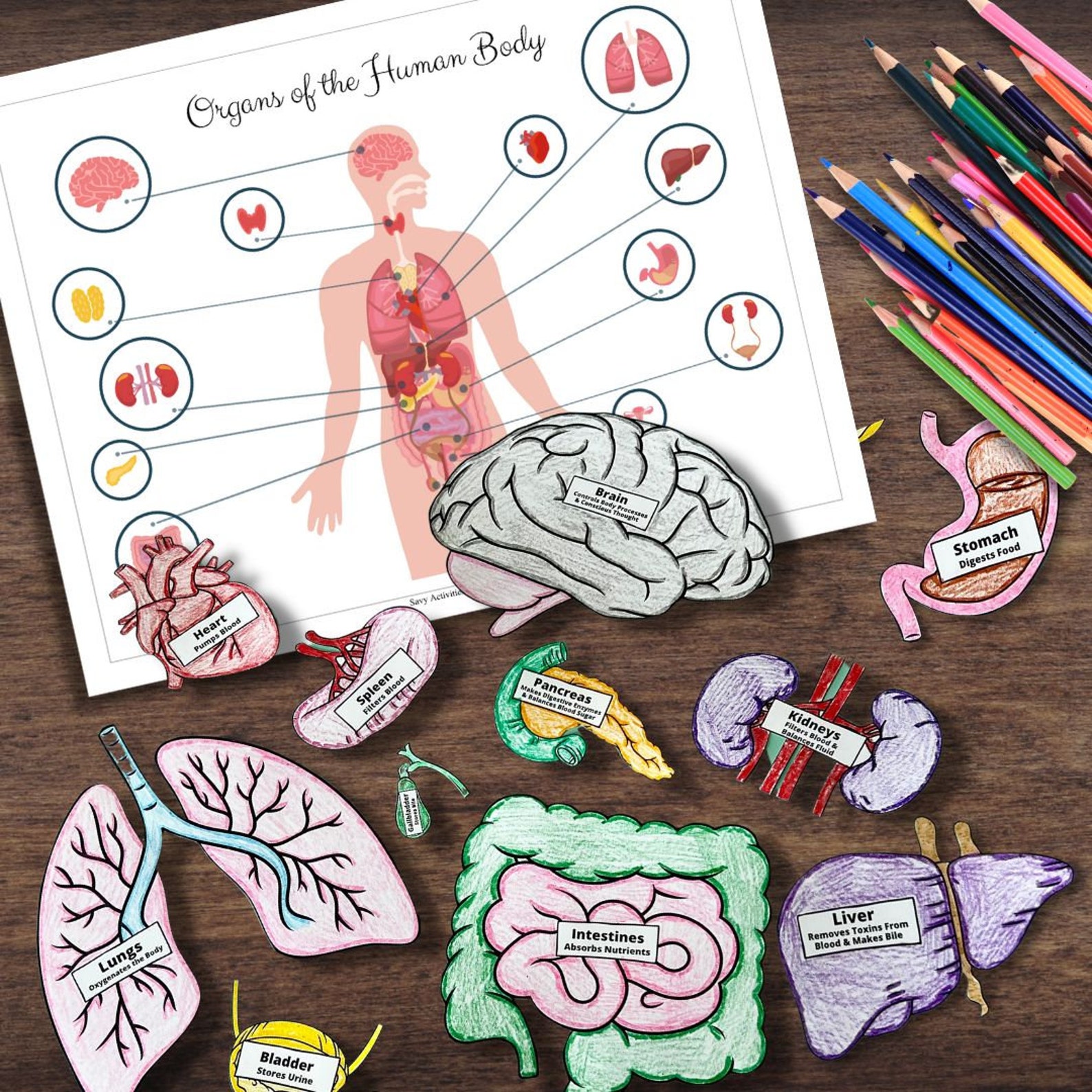 Human Body Systems Life-size Organ Tracing Coloring Matching Activity ...
