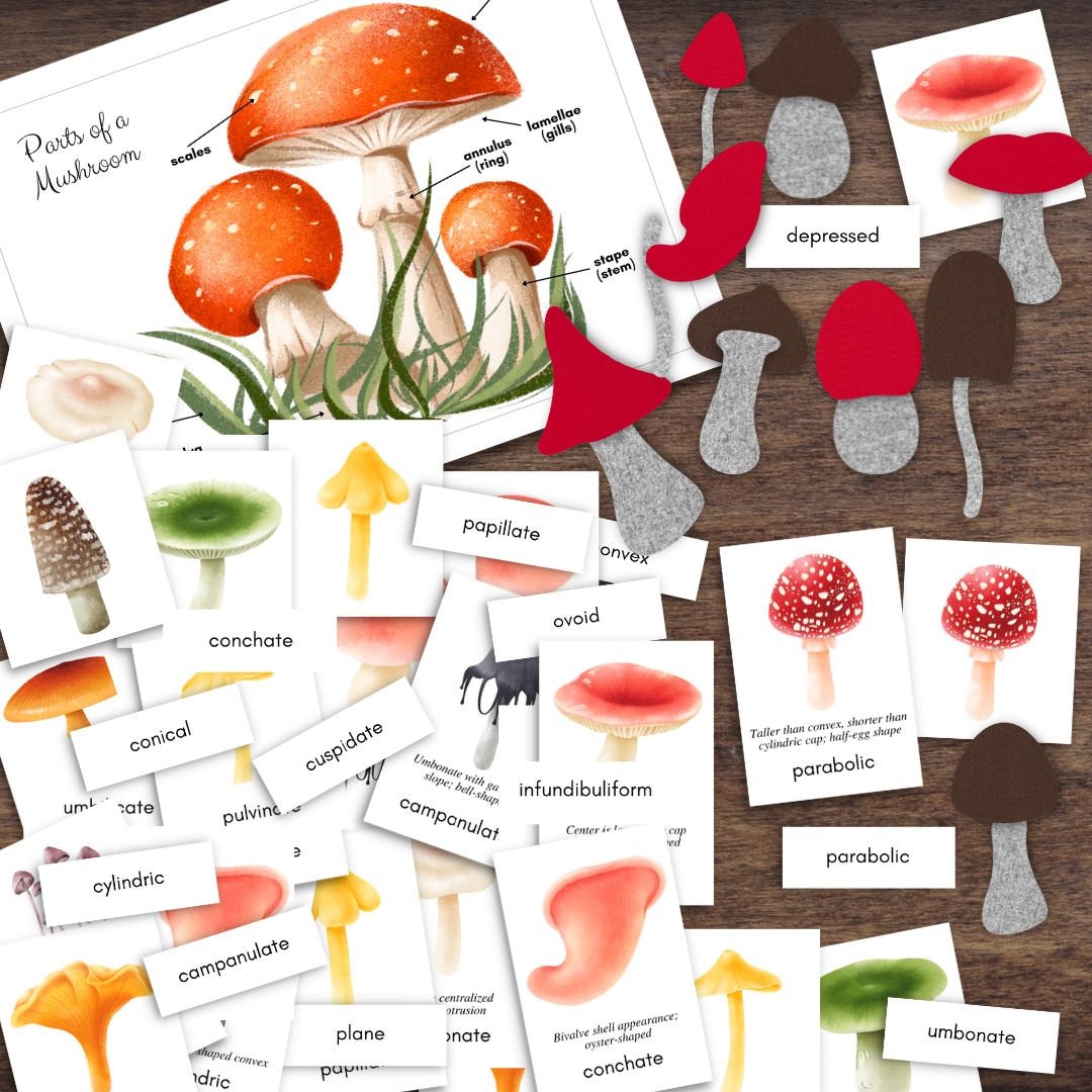 Montessori-inspired Mushroom Pileus (cap) Shape Watercolor Cards ...