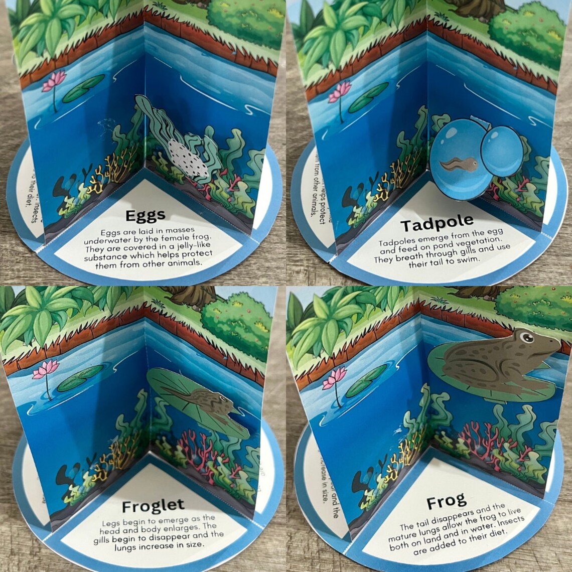 3D FROG Life Cycle Model - Full Color W/descriptions & 3-part Photo ...