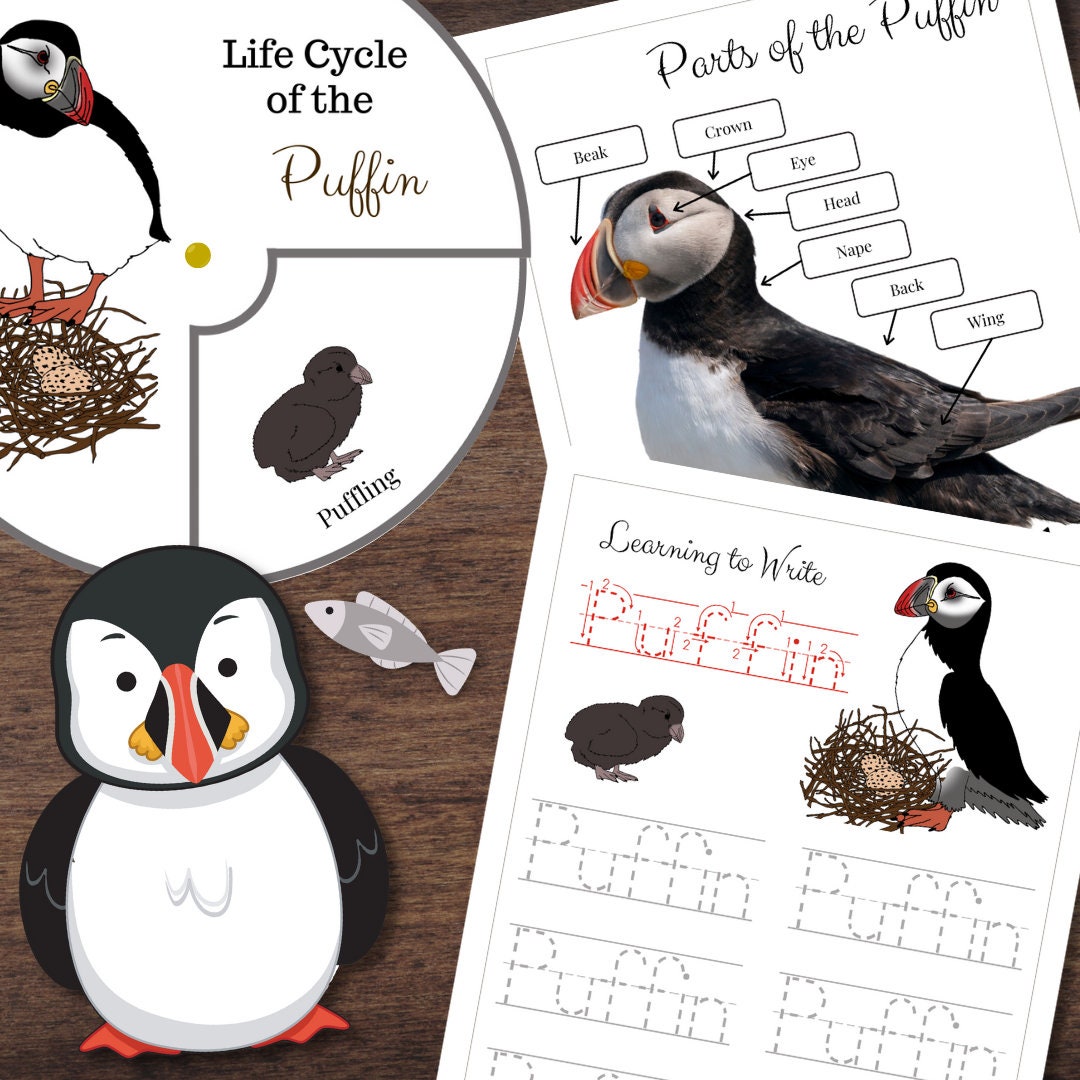 Montessori Inspired Puffin Mini-study Life Cycle, Parts Of, Tracing ...