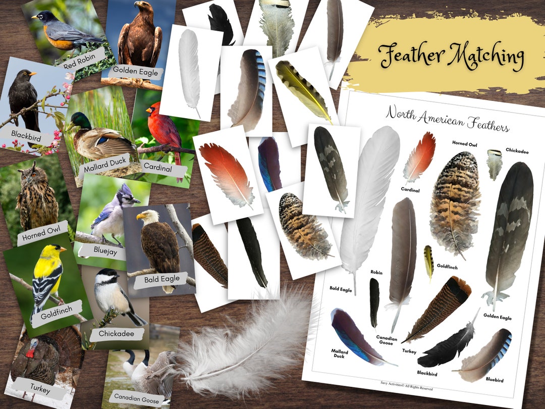 Montessori-inspired North American Feather Matching Activity ...