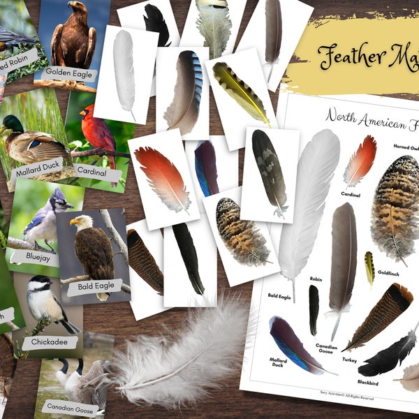 Feather Study - Etsy