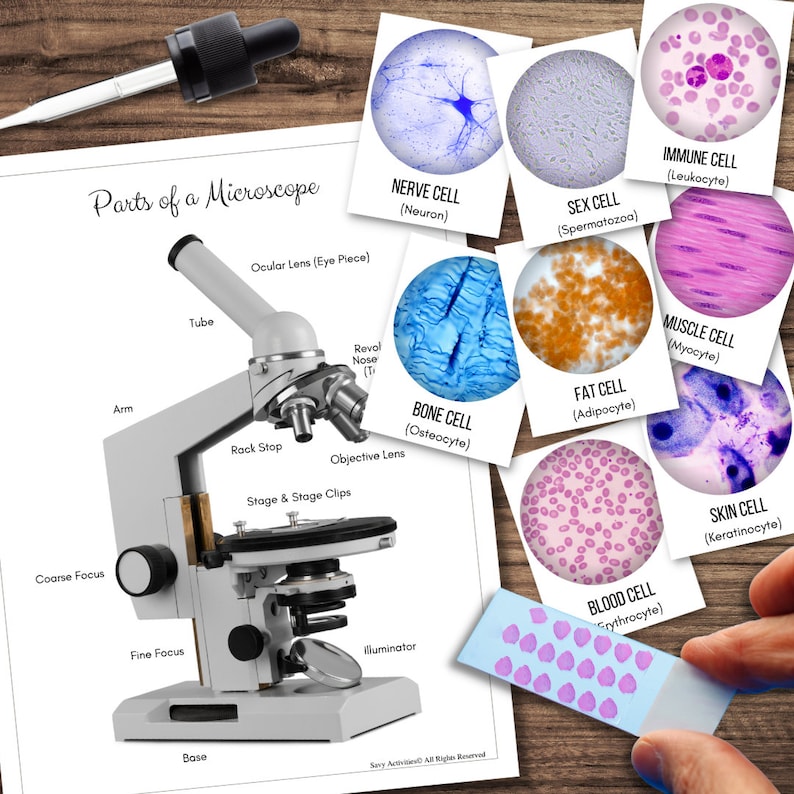 Anatomy & Physiology Animal Eukaryote CELL Activity Bundle - Etsy