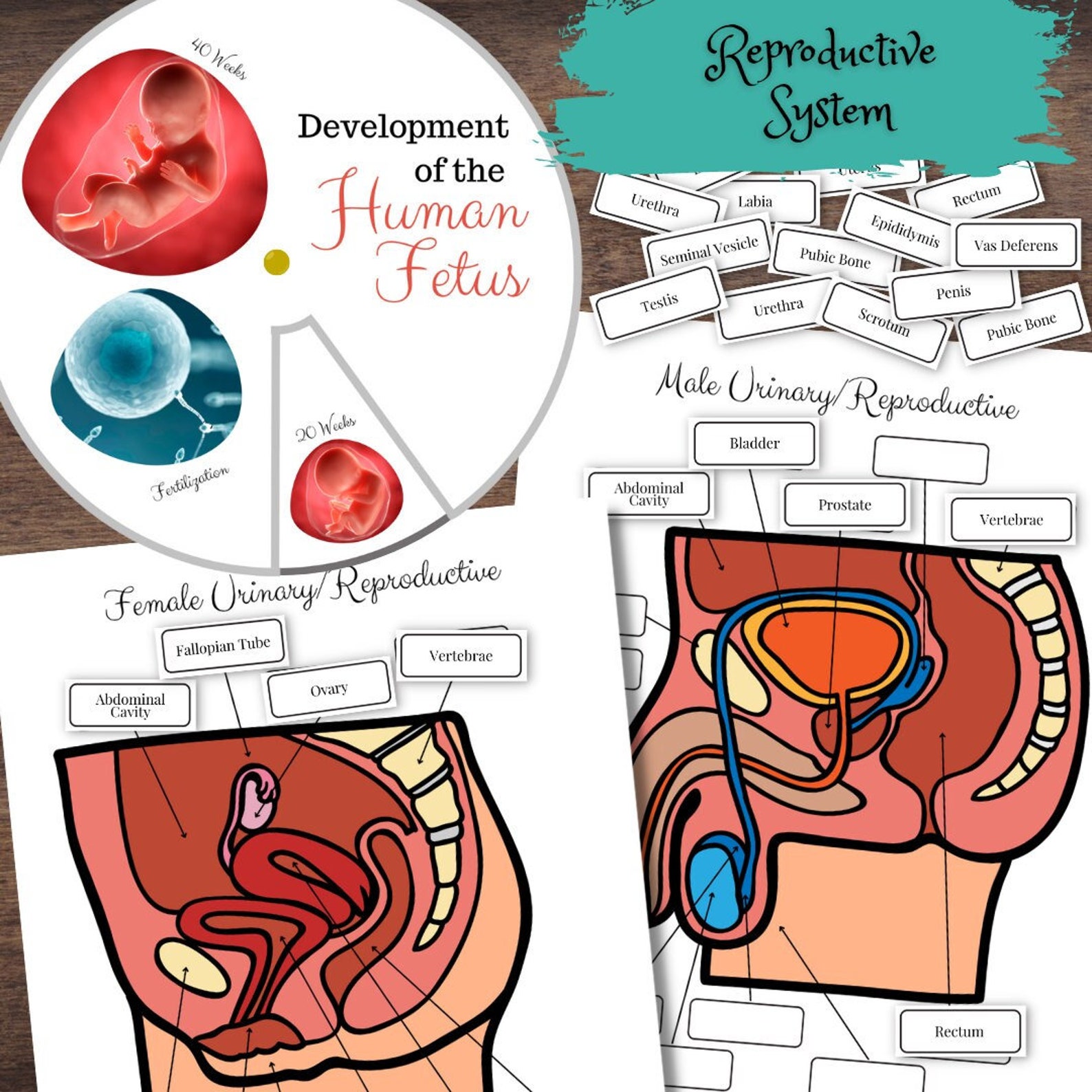 Human Anatomy Reproductive System Matching & Fetal Development Spinner ...