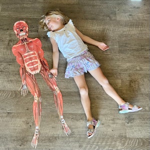 FULL SIZE (child) Cut-out Connectable Anatomy Muscular System W ...
