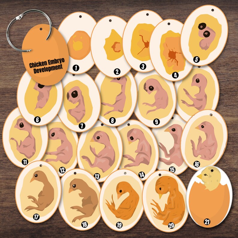 3D CHICKEN Life Cycle Model - Full Color W/descriptions & 3-part Photo ...