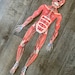 FULL SIZE (child) Cut-out Connectable Anatomy Muscular System W ...