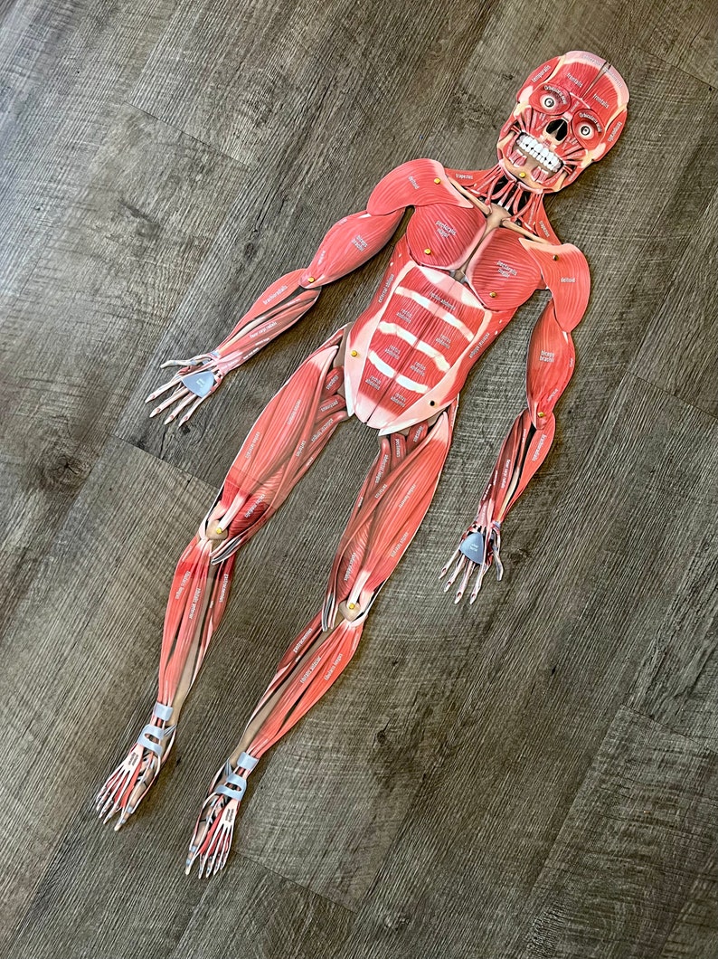 FULL SIZE (child) Cut-out Connectable Anatomy Muscular System W ...