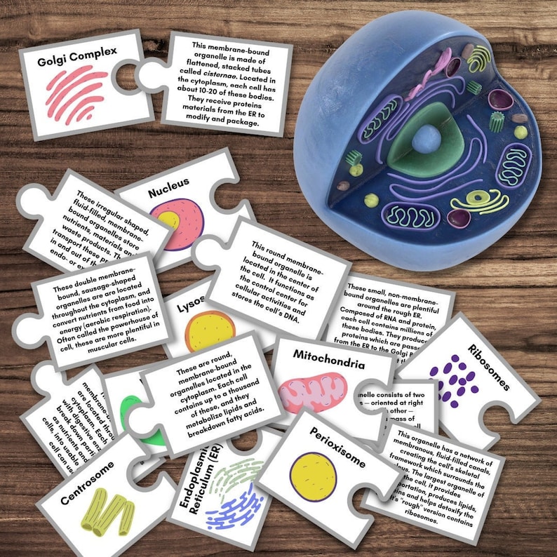 Anatomy & Physiology Animal Eukaryote CELL Activity Bundle - Etsy