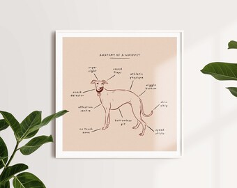 PRE-ORDER: Anatomy of a Whippet Illustrated Print Sighthound - Etsy UK