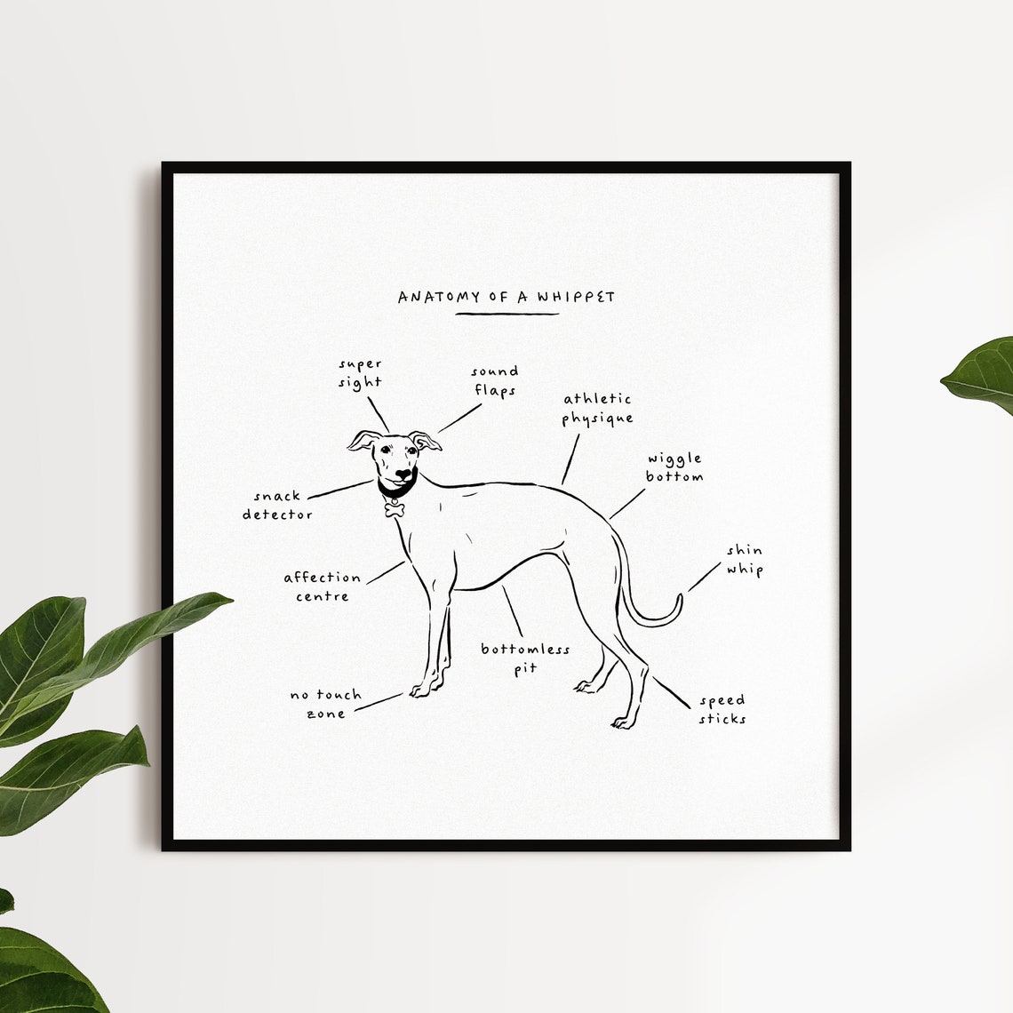 PRE-ORDER: Anatomy of a Whippet Illustrated Print, Sighthound Artwork ...