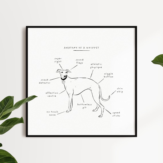 PRE-ORDER: Anatomy of a Whippet Illustrated Print Sighthound - Etsy