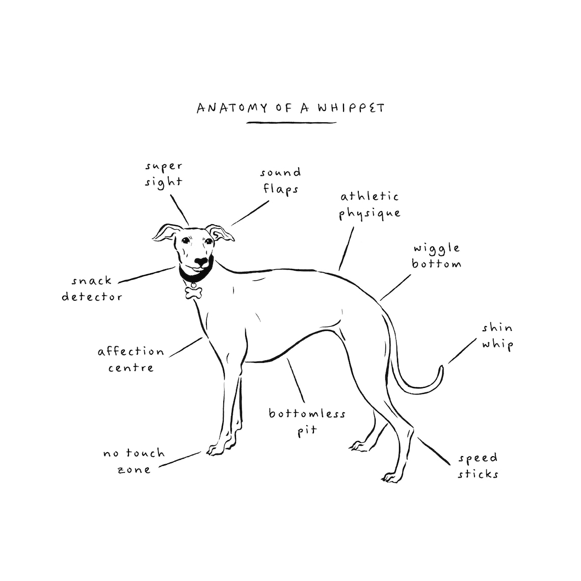 PRE-ORDER: Anatomy of a Whippet Illustrated Print, Sighthound Artwork ...