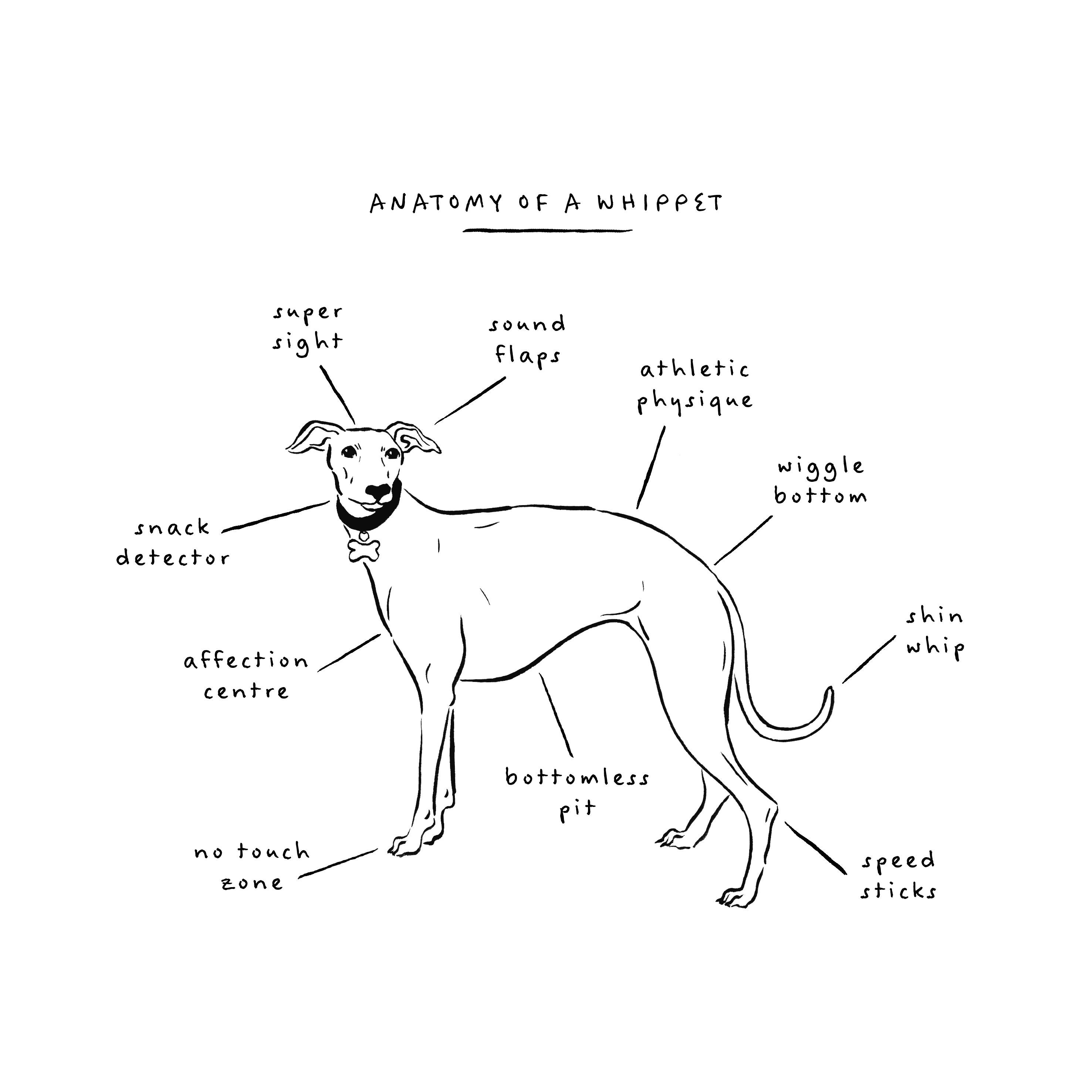 PRE-ORDER: Anatomy of a Whippet Illustrated Print, Sighthound Artwork ...