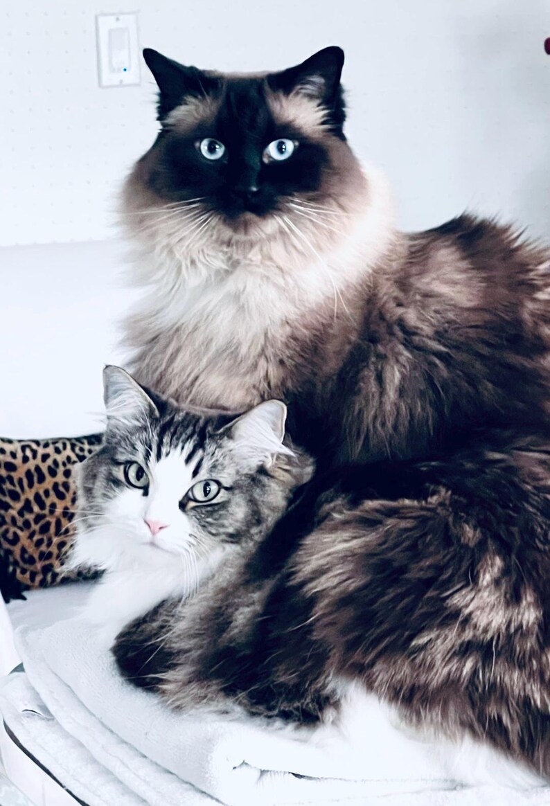 Custom Double Cat Portrait - Etsy