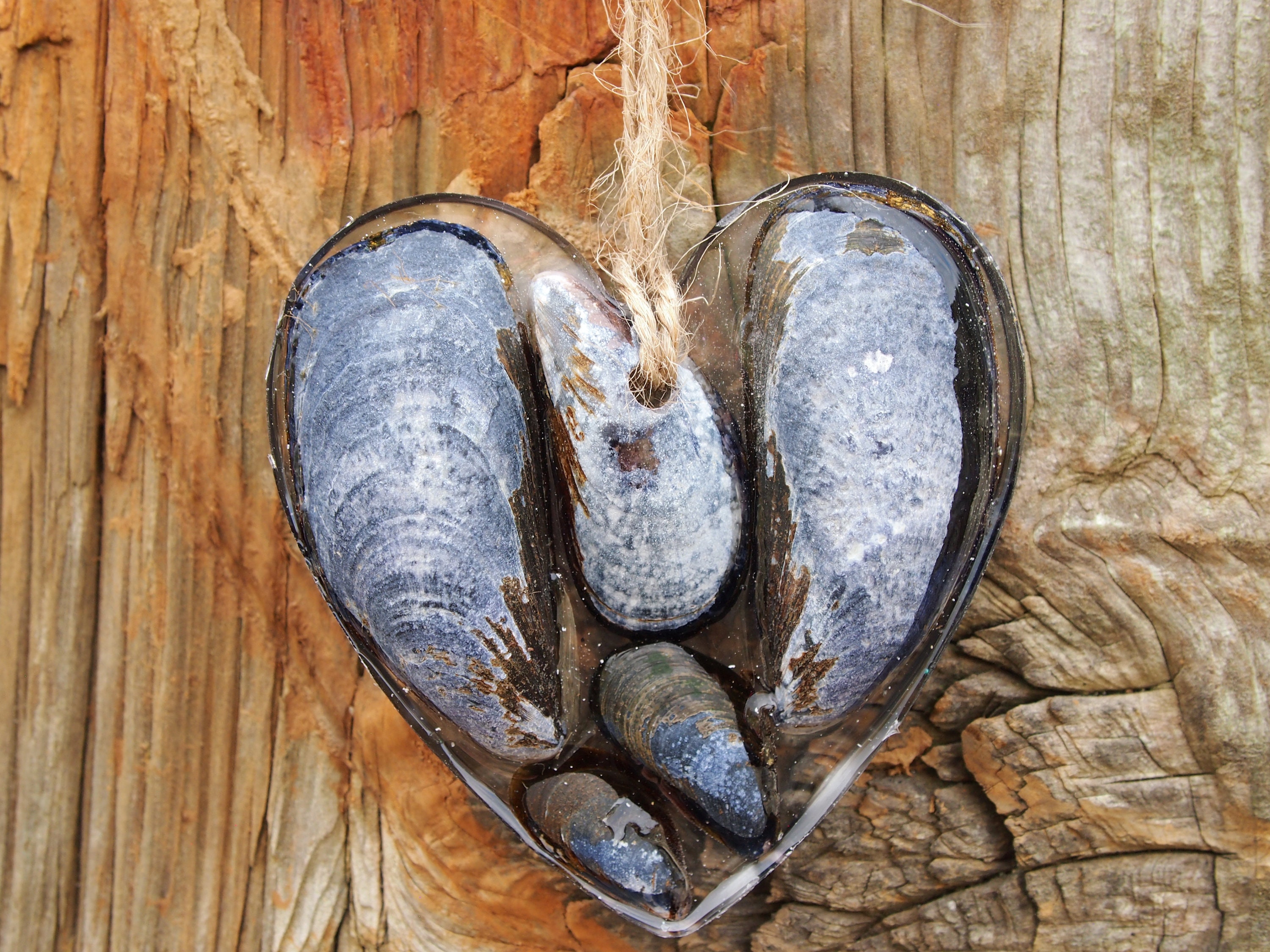 Cornish mussel shell heart hanging. Shell heart decoration. | Etsy