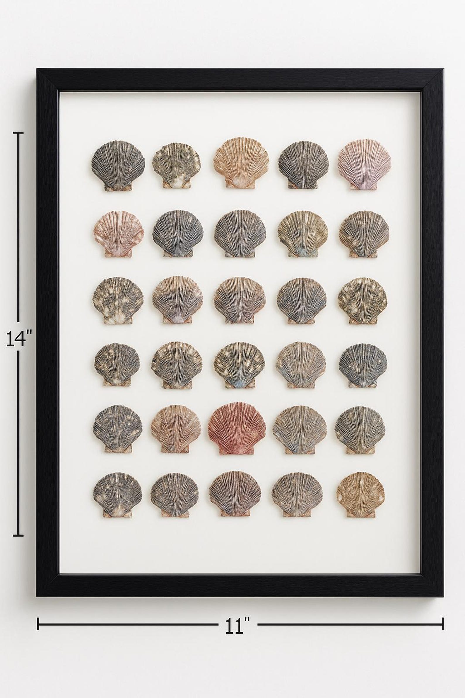 Framed Scallop Shell Art - 11x14 Shadow Box | Coastal Home Decor ...
