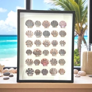 Framed Scallop Shell Art - 11x14 Shadow Box | Coastal Home Decor ...