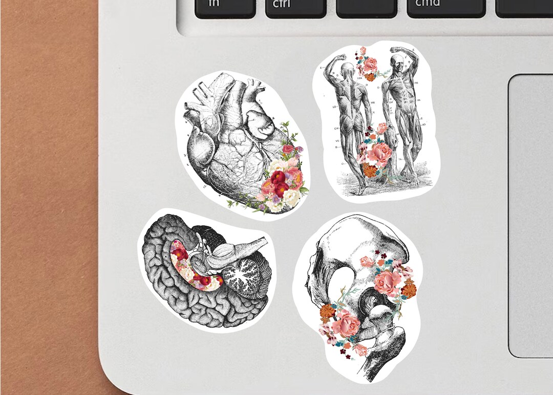 Anatomy Stickers for Hydroflask - Anatomical Decals for Science Lovers ...