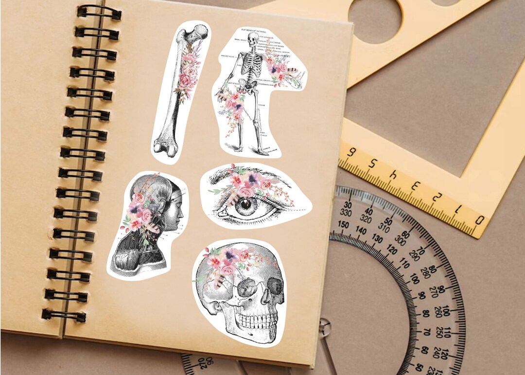 Anatomy Stickers for Hydroflask - Anatomical Decals Gift for Doctors ...