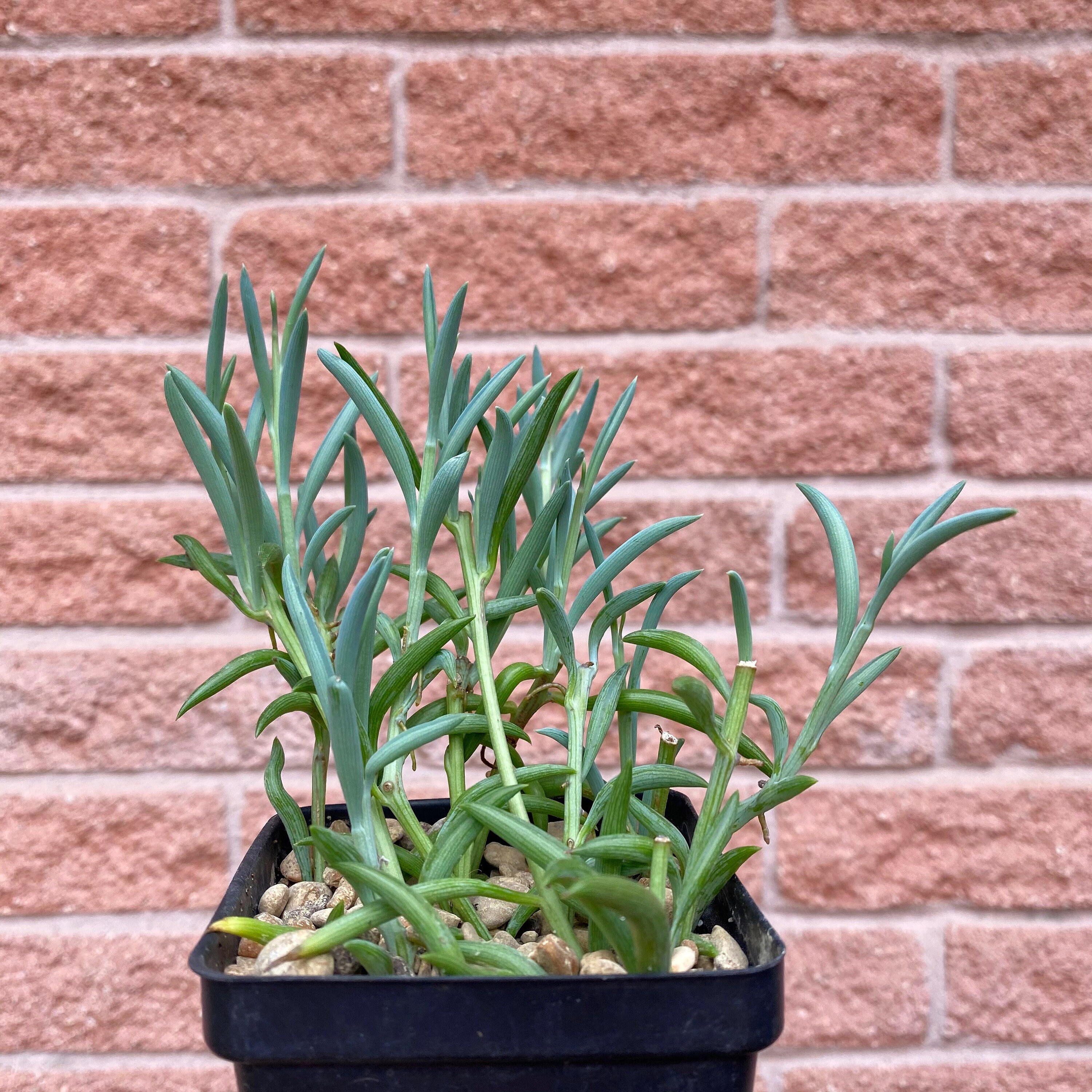 Senecio radicans glauca FISH HOOKS Fast-Growing | Etsy