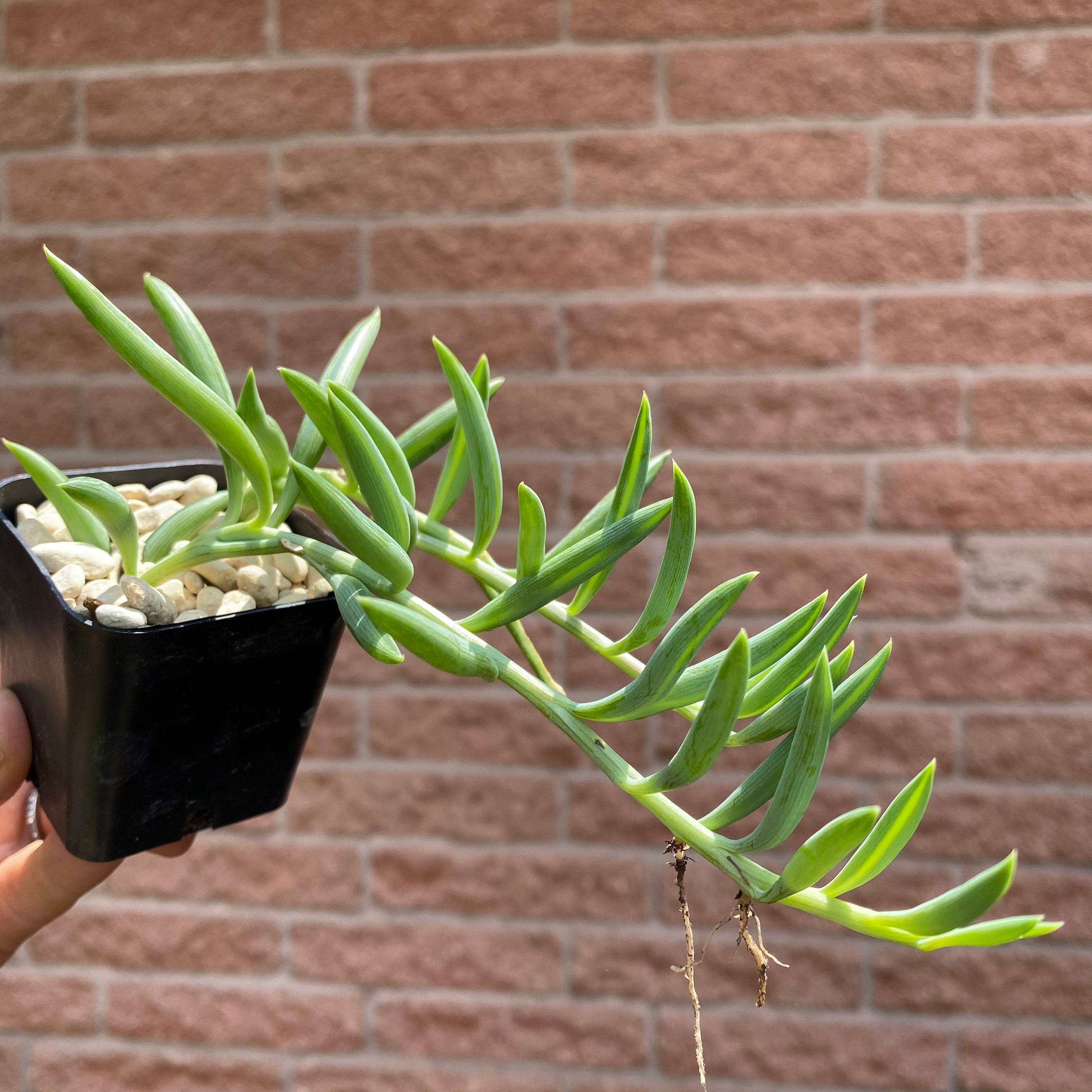 Senecio radicans glauca FISH HOOKS Fast-Growing | Etsy