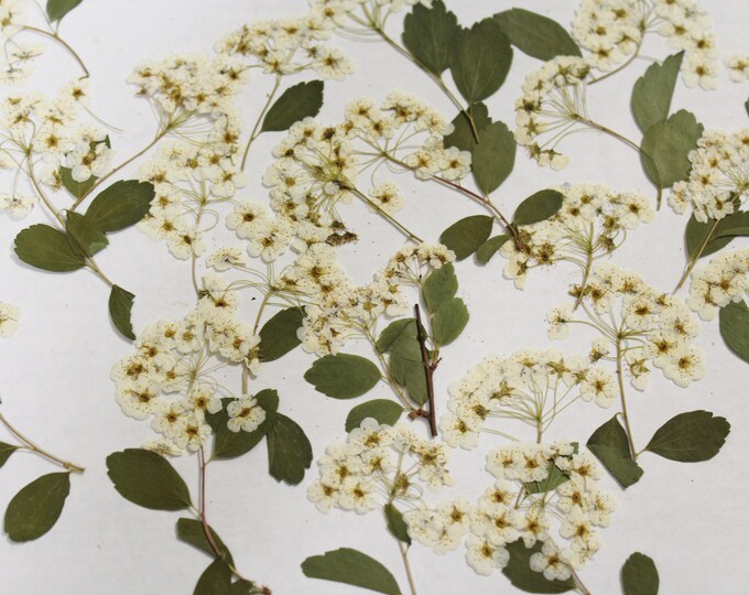 Set of 50 Pressed Flowers/ Grown in Montana USA/ Small Northern Lights ...