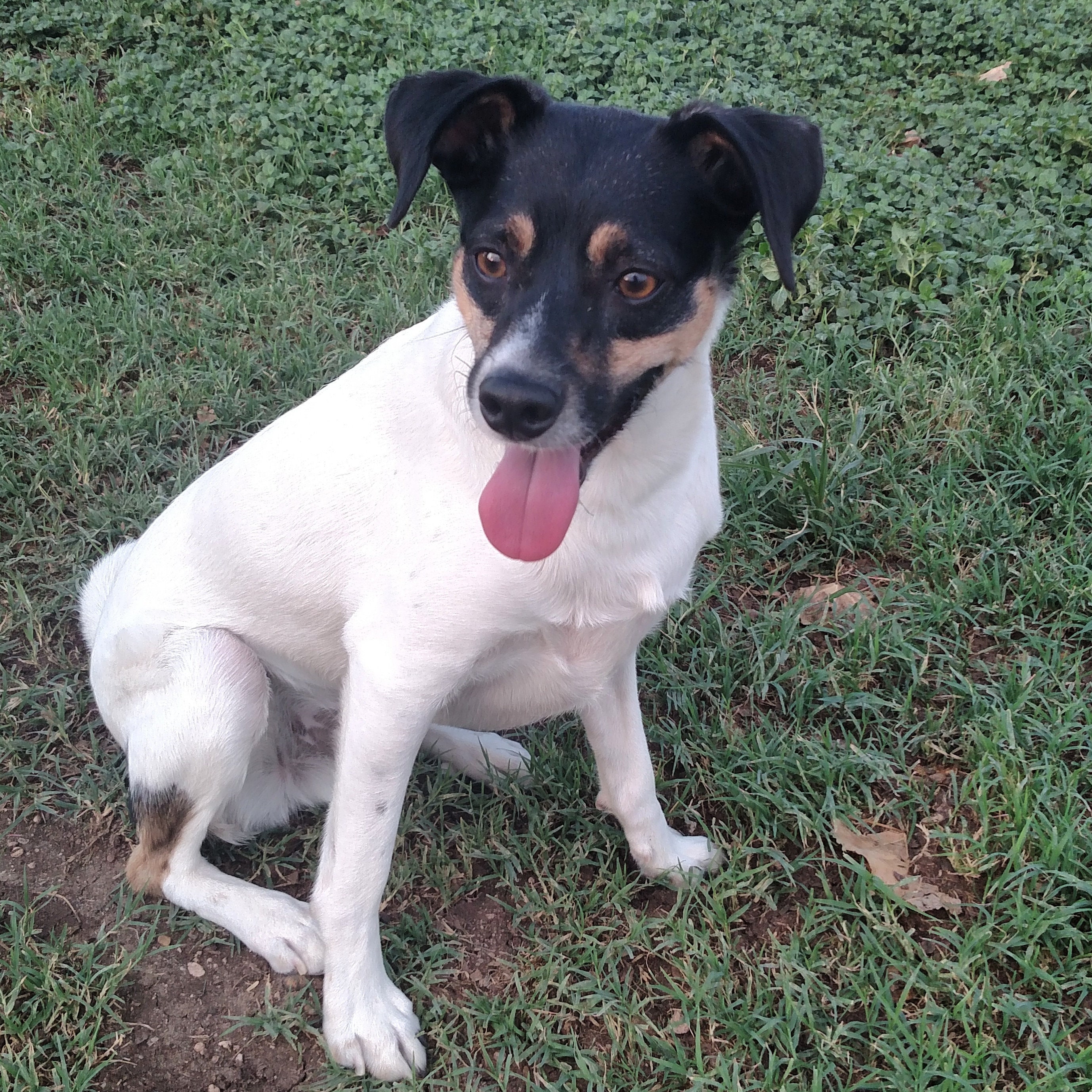 Dog Doggie Rat Terrier Jack Russell Mutt Face Charity Item Dog - Etsy