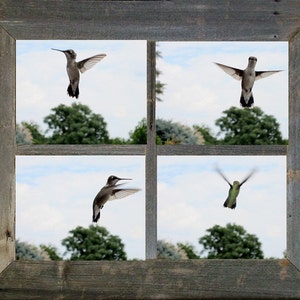 Hummingbird 5X7 Photo Set, Bird Lovers Gift, Bird Photography, Art ...