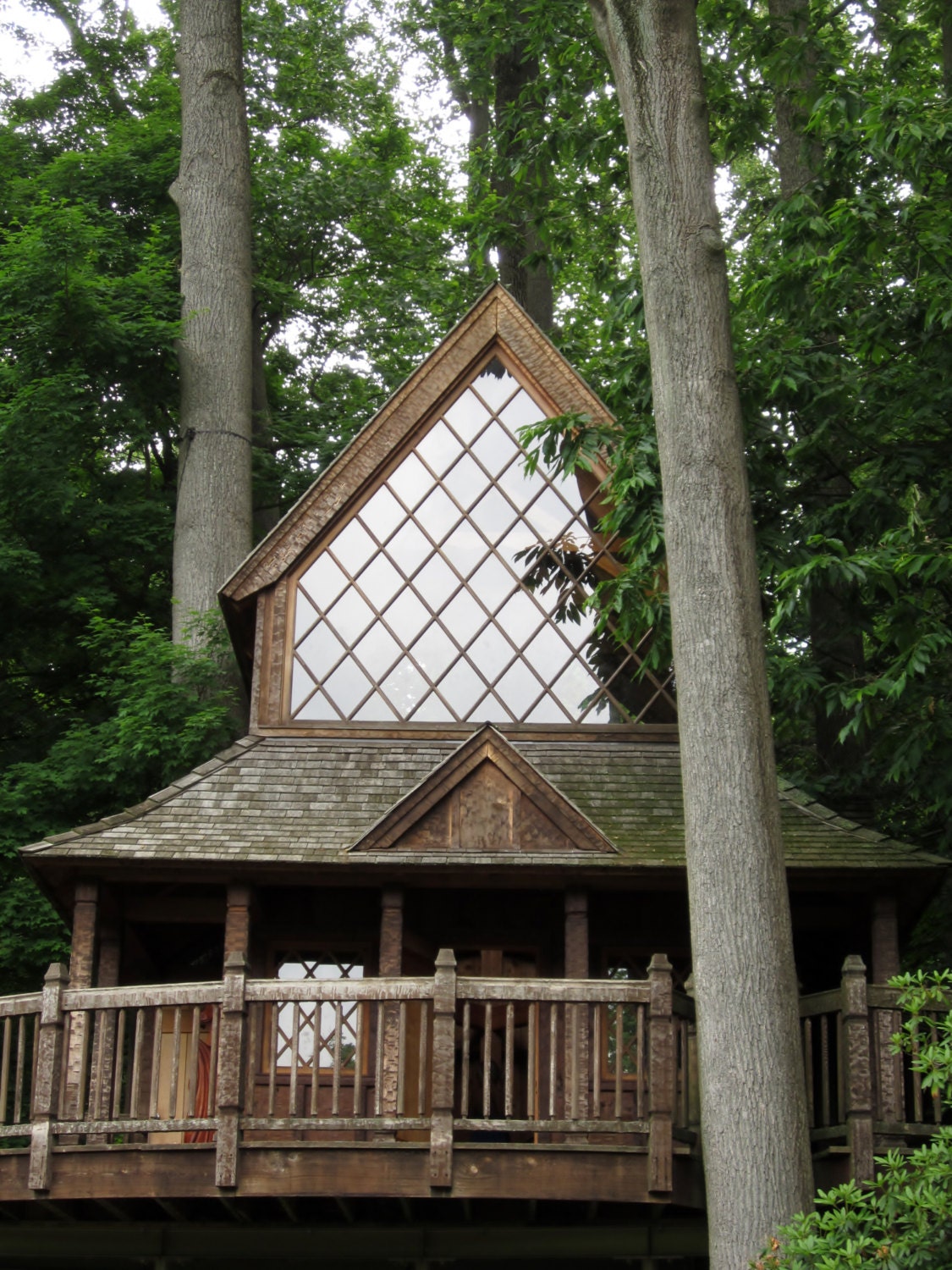 8X10 Treehouse Photo, Canopy Cathedral Treehouse Photography, Landscape ...