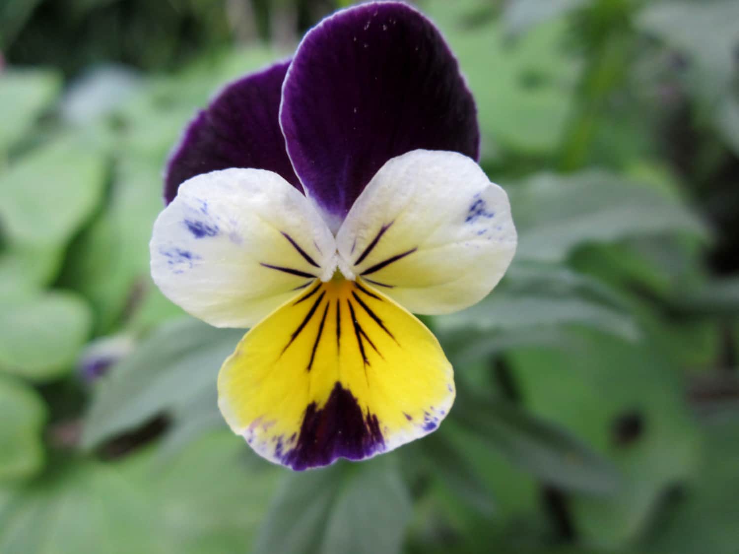 Violet Pillow, Pansy Flower Pillow Covers, Purple and Yellow, Floral ...