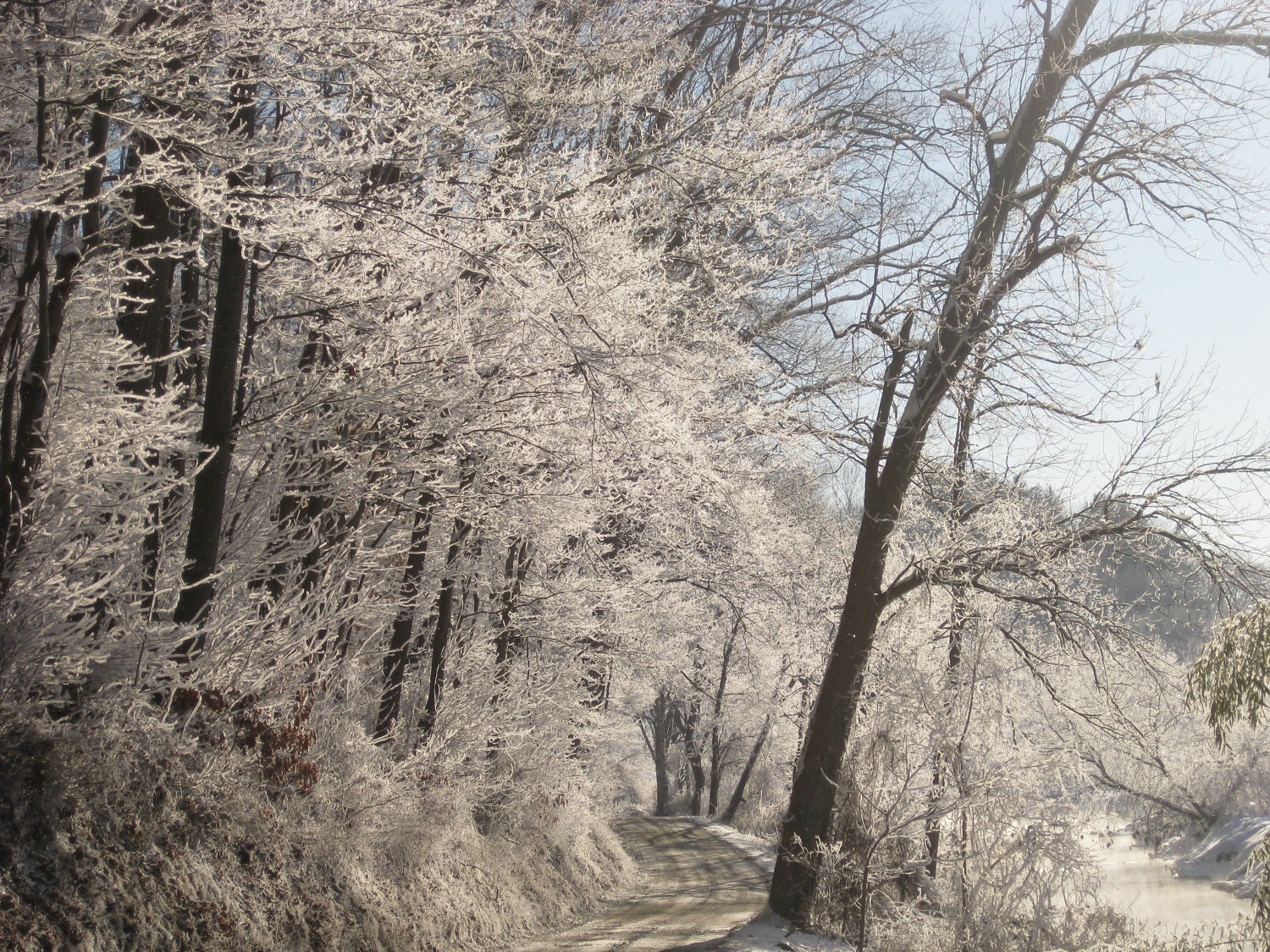8X10 Frosted Trees Photo, Winter Wonderland, Winter Landscape ...