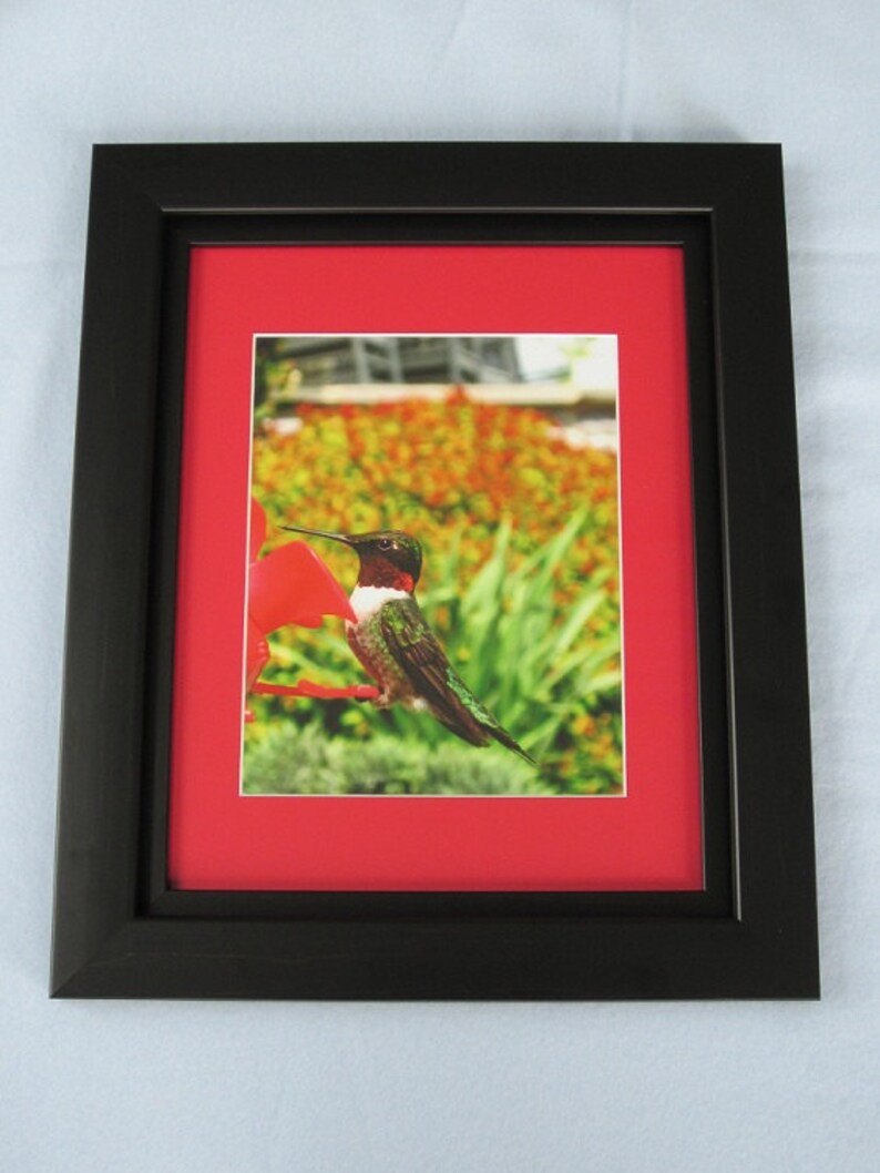 8X10 Red Hummingbird Photo, Macro Photography, Bird Print, Bird ...