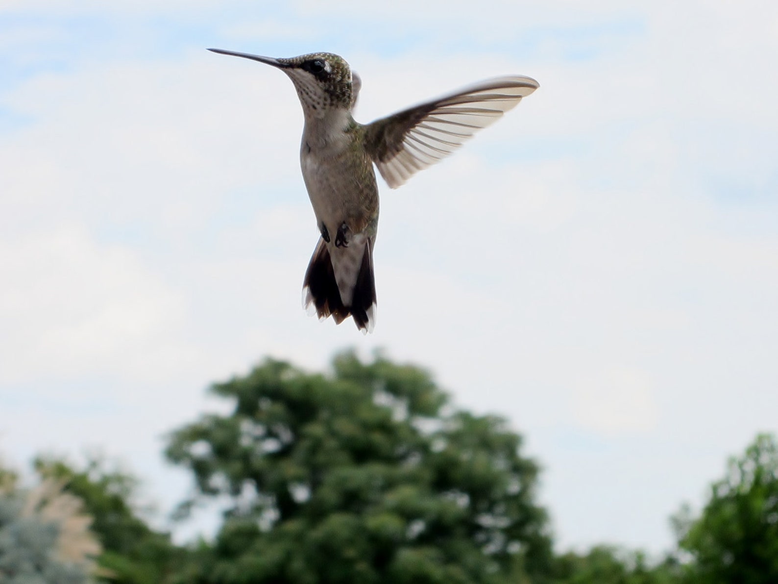Hummingbird Flight 8X10 Photo, Macro Photography, Bird Flying, Bird ...