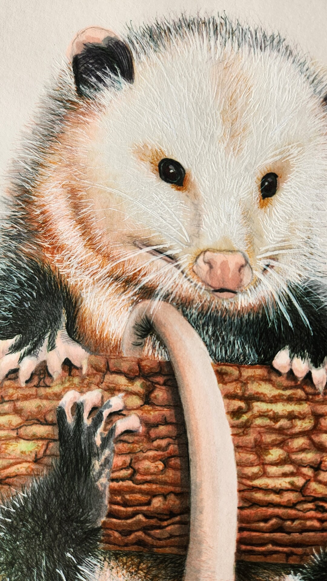 Original Possum Drawing - Etsy