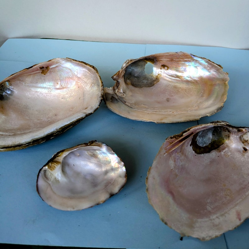 Mussel Shells - Etsy