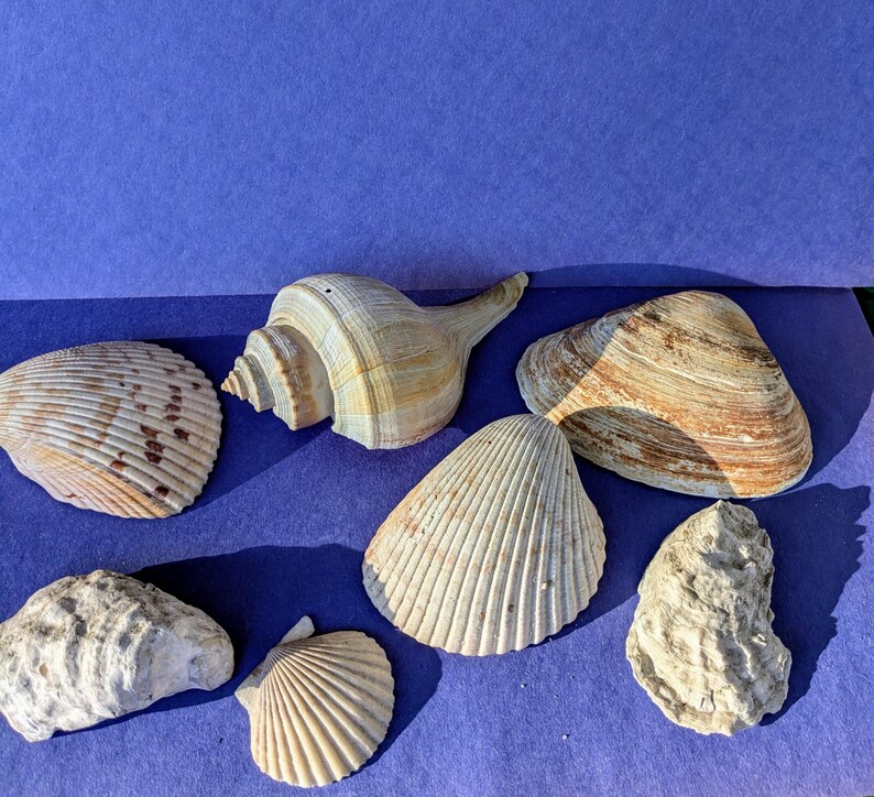 Seashell Collection 7 Shells - Etsy